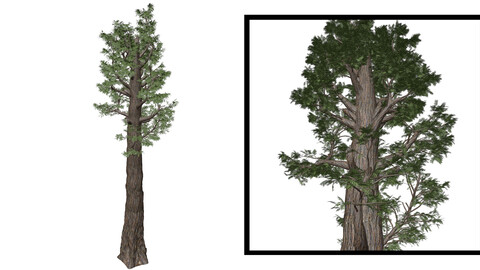 ArtStation - Giant Redwood #05 (FBX) - High Poly Tree (3D Model ...