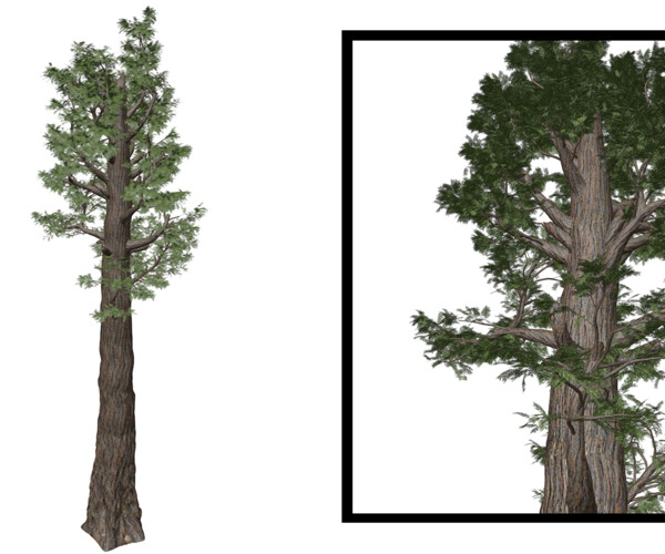 ArtStation - Giant Redwood #05 (FBX) - High Poly Tree (3D Model ...