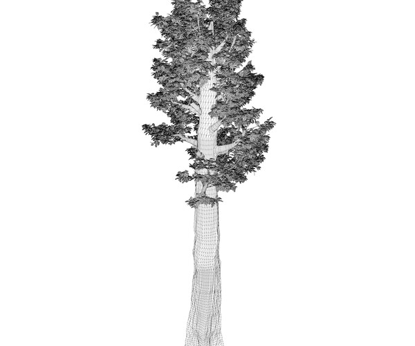 ArtStation - Giant Redwood #05 (FBX) - High Poly Tree (3D Model ...