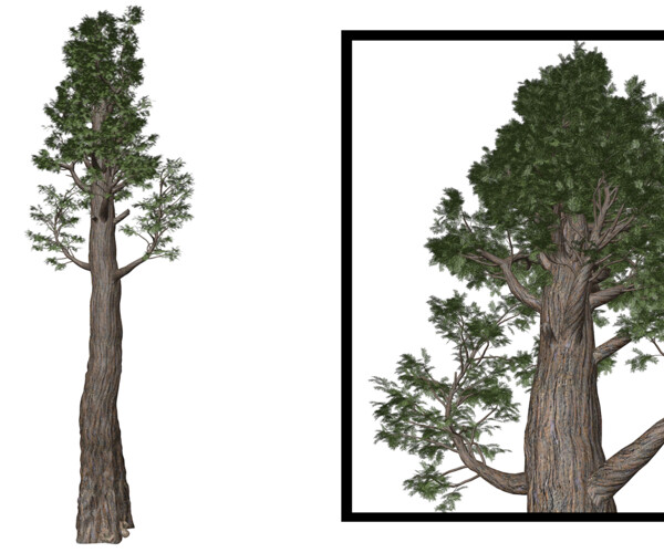 ArtStation - Giant Redwood #06 (FBX) - High Poly Tree (3D Model ...