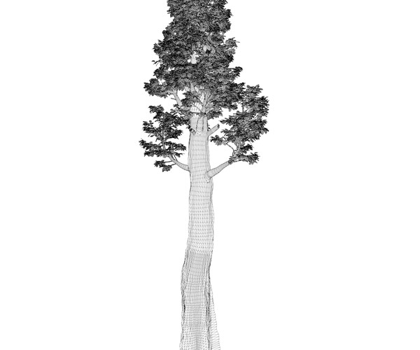 ArtStation - Giant Redwood #06 (FBX) - High Poly Tree (3D Model ...