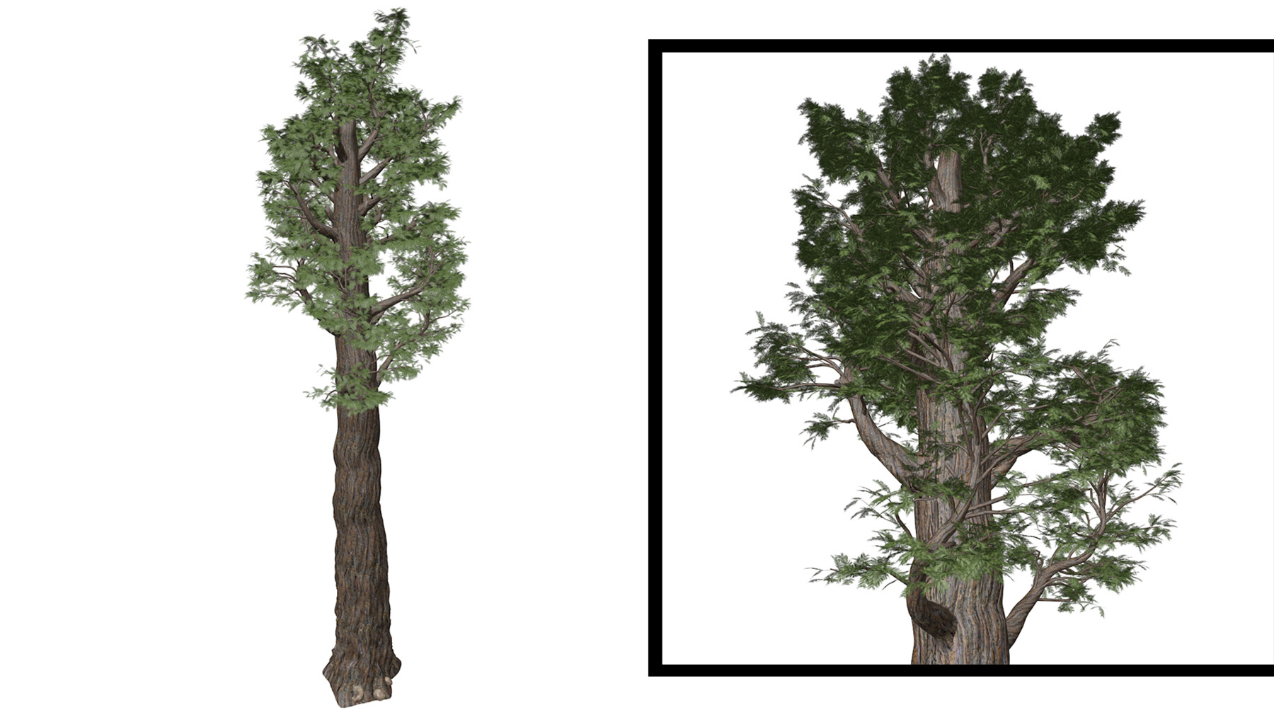 ArtStation - Giant Redwood #07 (FBX) - High Poly Tree (3D Model ...