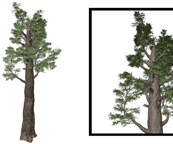 ArtStation - Giant Redwood #08 (FBX) - High Poly Tree (3D Model ...
