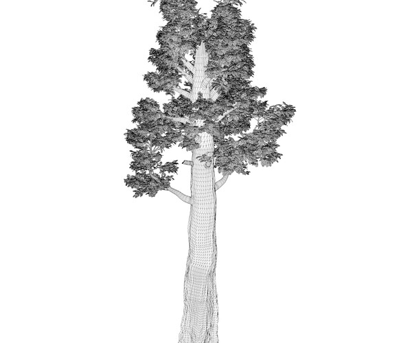 ArtStation - Giant Redwood #08 (FBX) - High Poly Tree (3D Model ...
