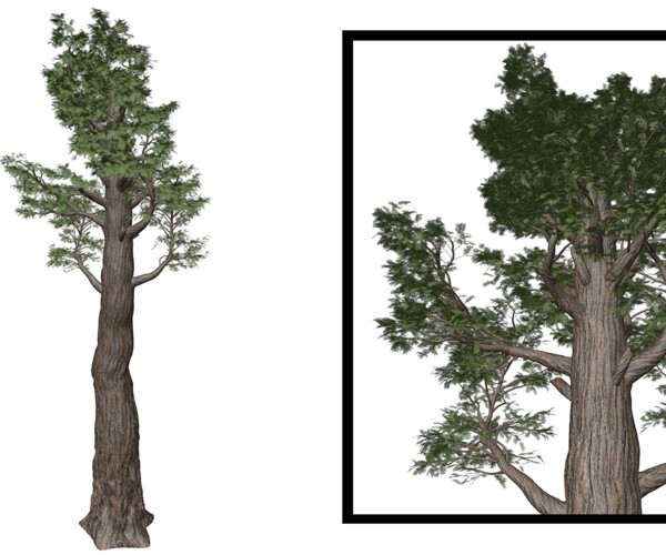ArtStation - Giant Redwood #09 (FBX) - High Poly Tree (3D Model ...