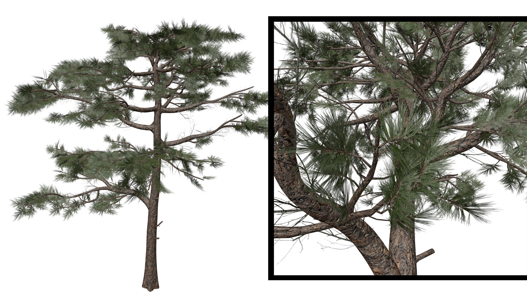 ArtStation - Huangshan Pine #01 (FBX) - High Poly Tree (3D Model ...