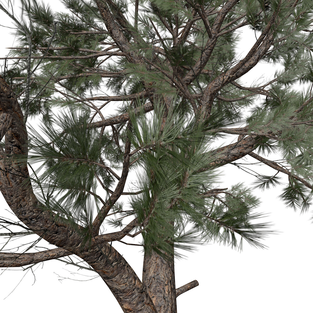 ArtStation - Huangshan Pine #01 (FBX) - High Poly Tree (3D Model ...
