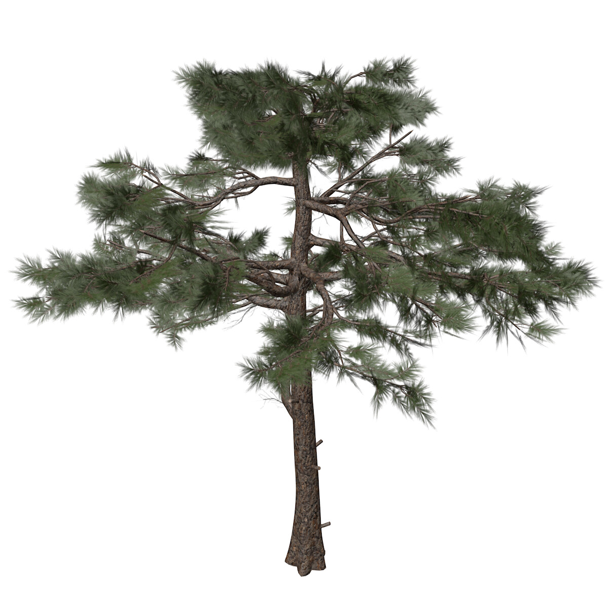 ArtStation - Huangshan Pine #02 (FBX) - High Poly Tree (3D Model ...