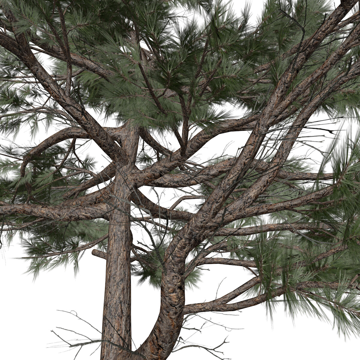 ArtStation - Huangshan Pine #03 (FBX) - High Poly Tree (3D Model ...