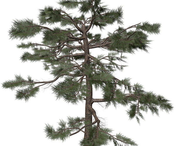 ArtStation - Huangshan Pine #04 (FBX) - High Poly Tree (3D Model ...