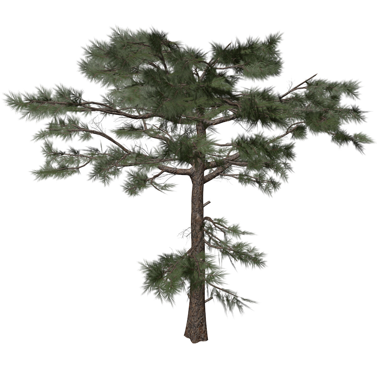 ArtStation - Huangshan Pine #05 (FBX) - High Poly Tree (3D Model ...