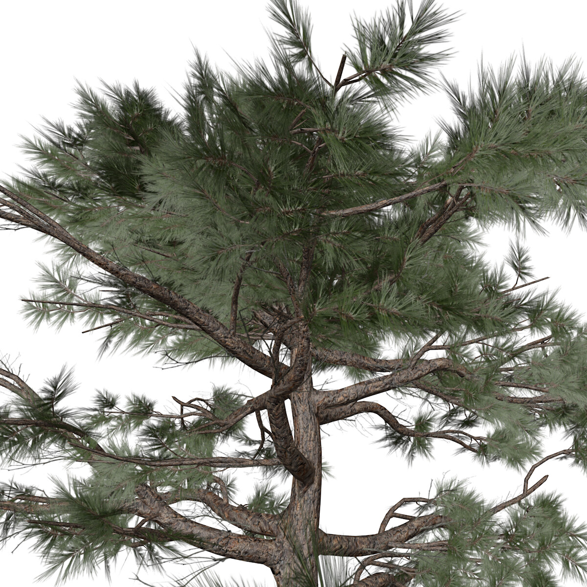 ArtStation - Huangshan Pine #05 (FBX) - High Poly Tree (3D Model ...