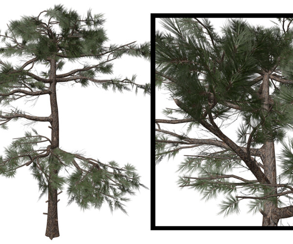 ArtStation - Huangshan Pine #10 (FBX) - High Poly Tree (3D Model ...