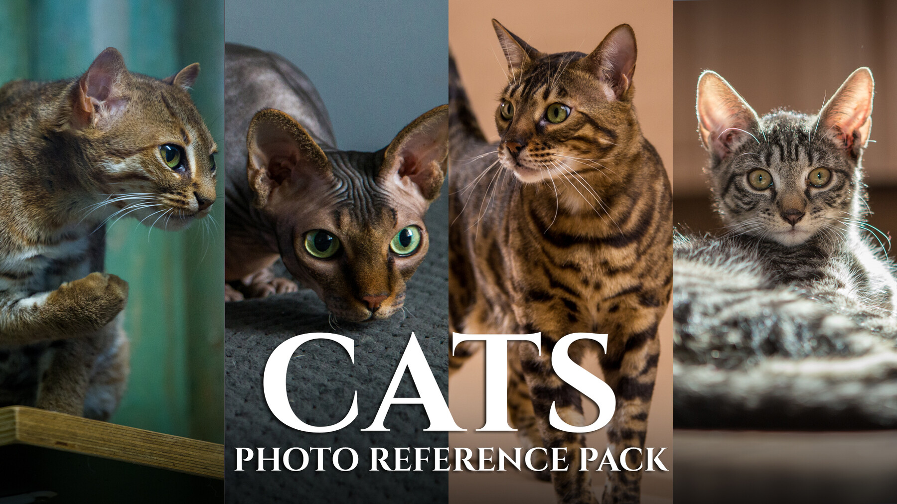 Satine Zillah [satinezillah.com] - Cats-Photo Reference Pack For ...