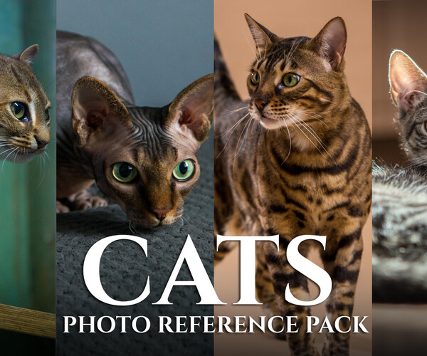ArtStation - Cats-Photo Reference Pack For Artists 421 JPEGs noAI ...