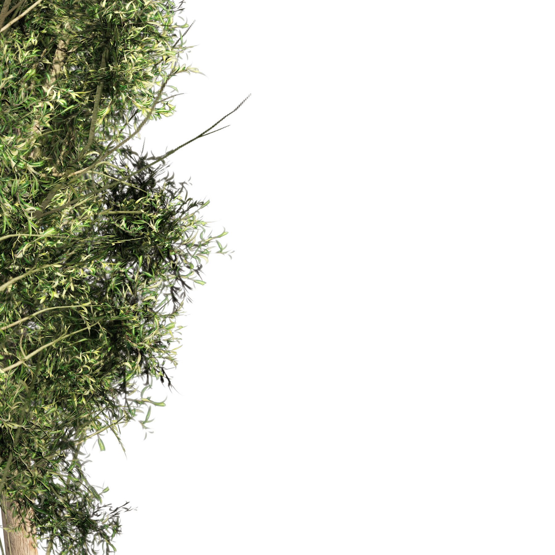 ArtStation - Rose gum forest tree | Resources