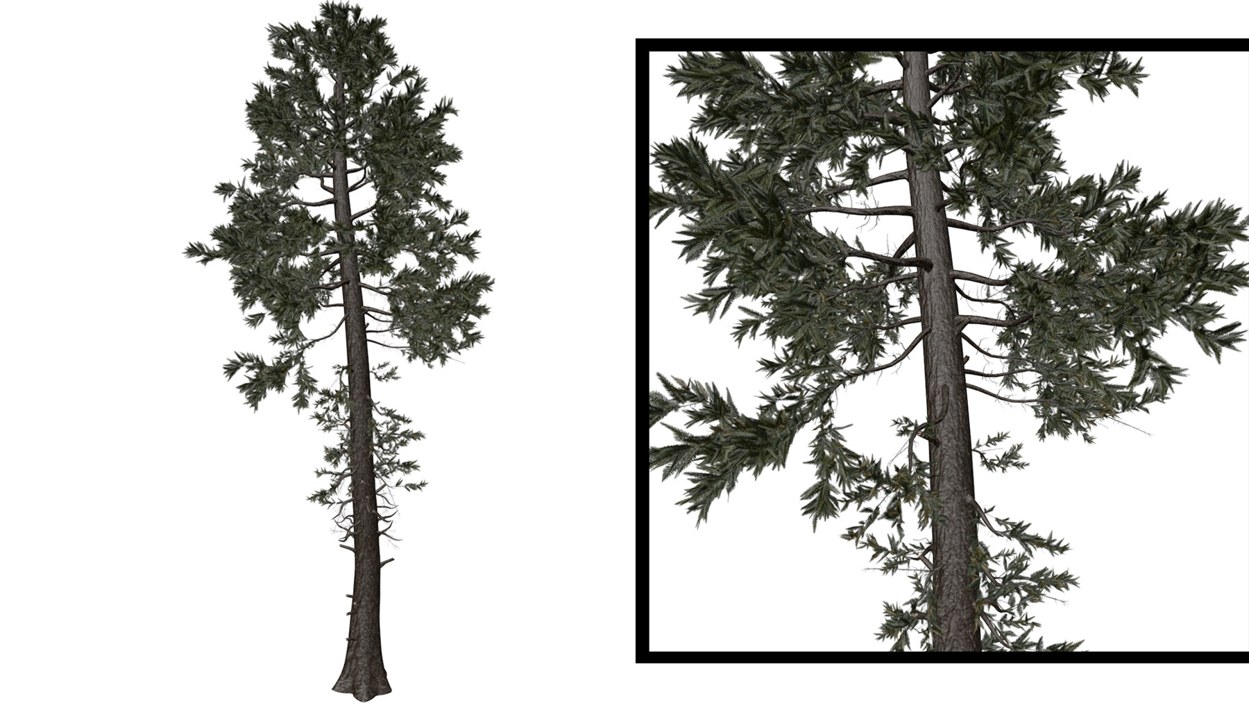 ArtStation - Douglas Fir #04 (FBX) - High Poly Tree (3D Model) | Resources