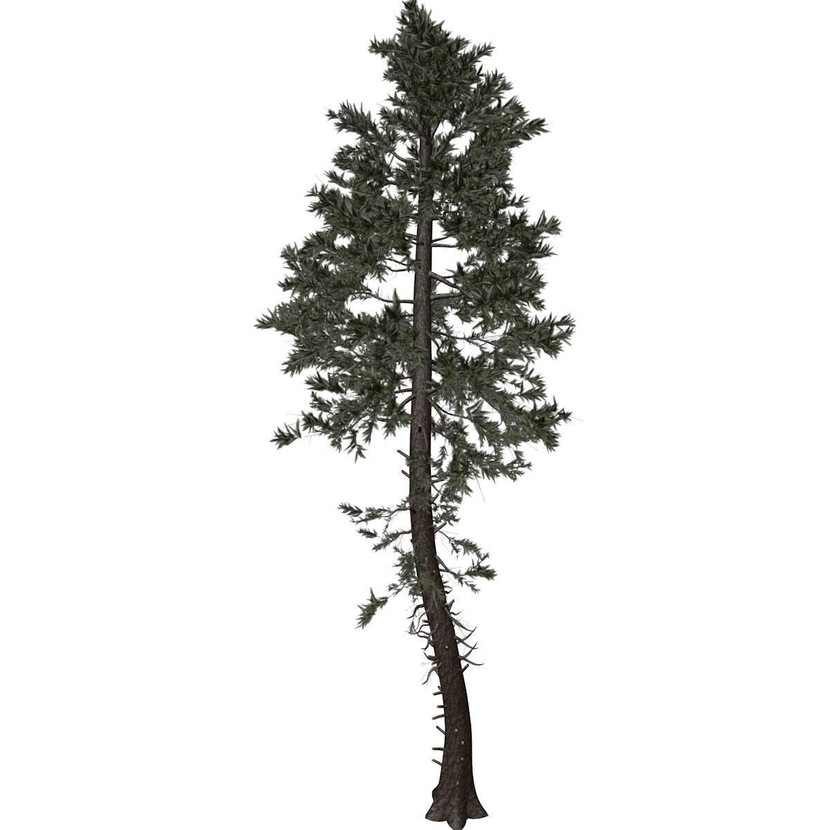 ArtStation - Douglas Fir #07 (FBX) - High Poly Tree (3D Model) | Resources