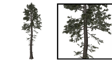 ArtStation - White Fir #09 (FBX) - High Poly Tree (3D Model) | Resources