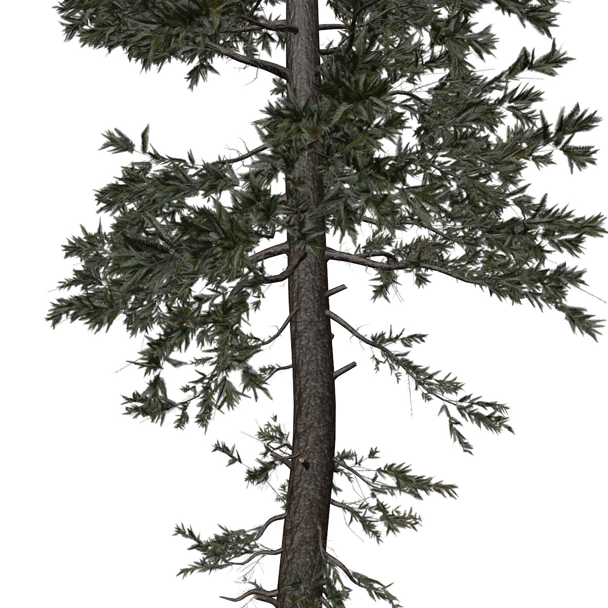 ArtStation - Douglas Fir #10 (FBX) - High Poly Tree (3D Model) | Resources