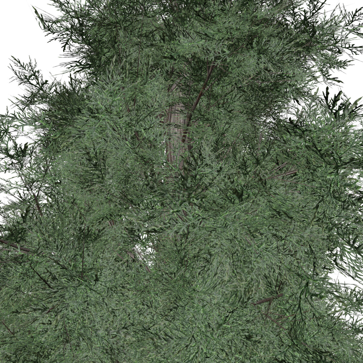 ArtStation - Eastern Red Cedar #01 (FBX) - High Poly Tree (3D Model ...