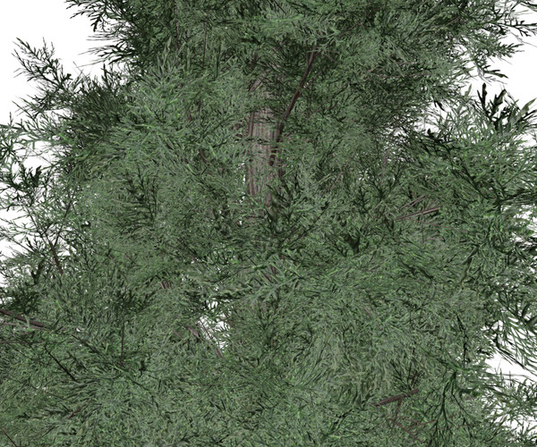 ArtStation - Eastern Red Cedar #01 (FBX) - High Poly Tree (3D Model ...