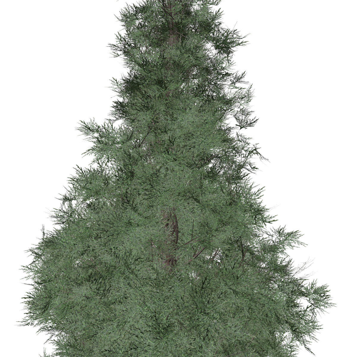 ArtStation - Eastern Red Cedar #05 (FBX) - High Poly Tree (3D Model ...