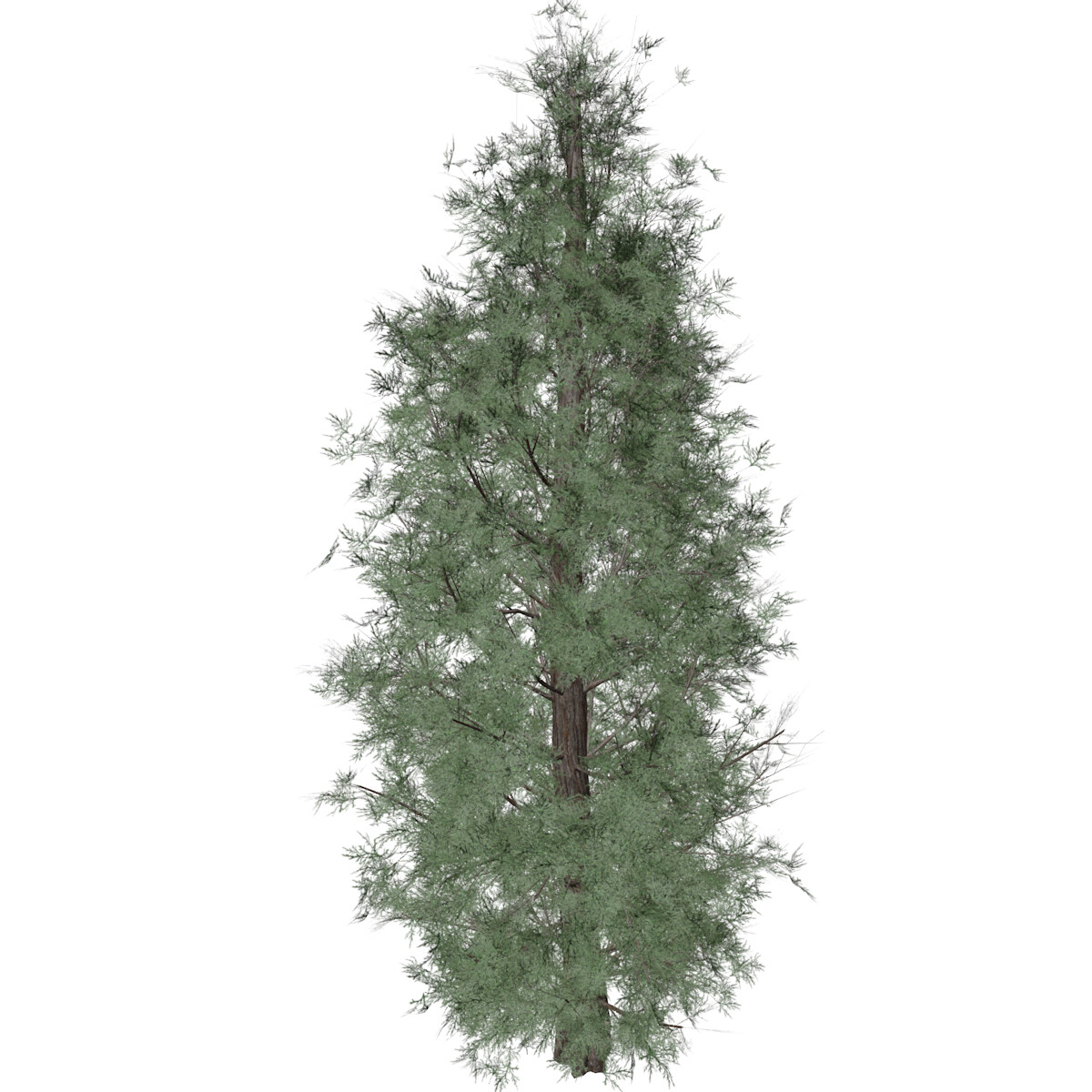 ArtStation - Eastern Red Cedar #06 (FBX) - High Poly Tree (3D Model ...