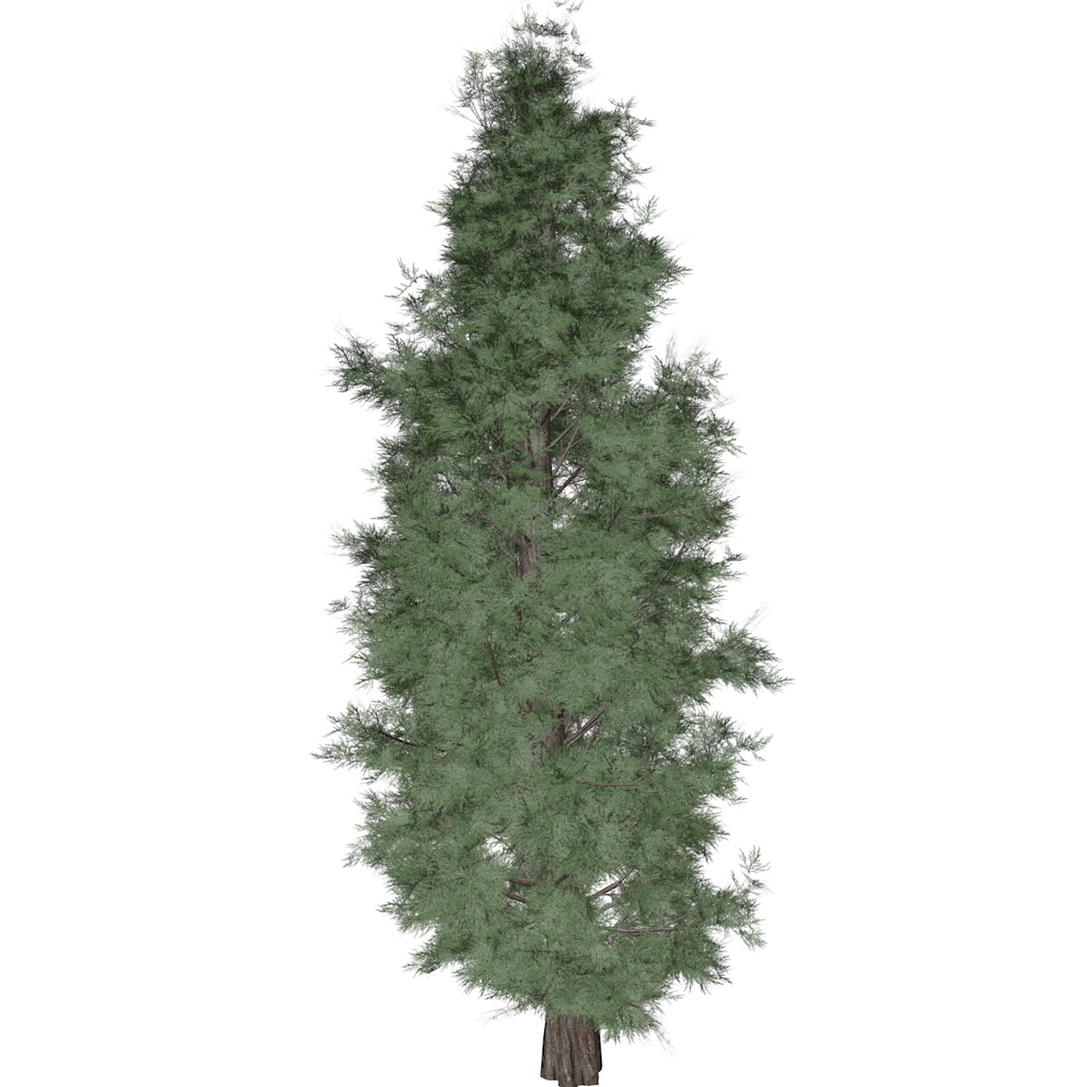 ArtStation - Eastern Red Cedar #08 (FBX) - High Poly Tree (3D Model ...