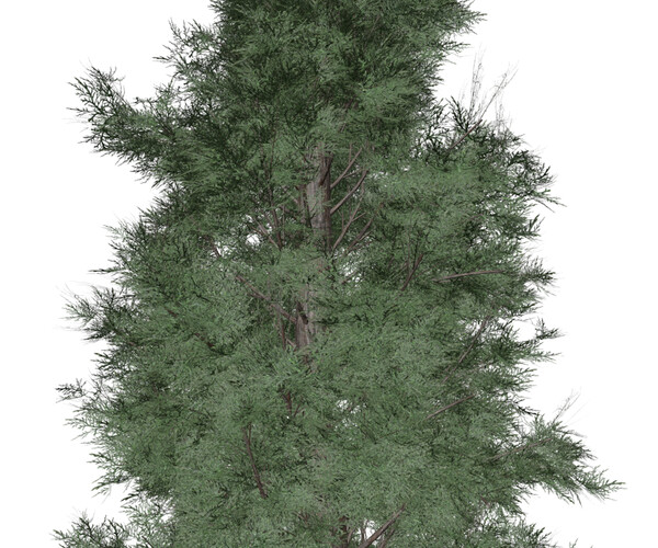 ArtStation - Eastern Red Cedar #08 (FBX) - High Poly Tree (3D Model ...