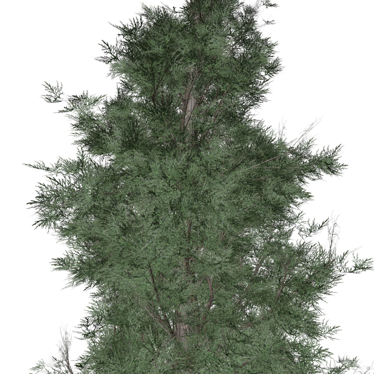 ArtStation - Eastern Red Cedar #09 (FBX) - High Poly Tree (3D Model ...
