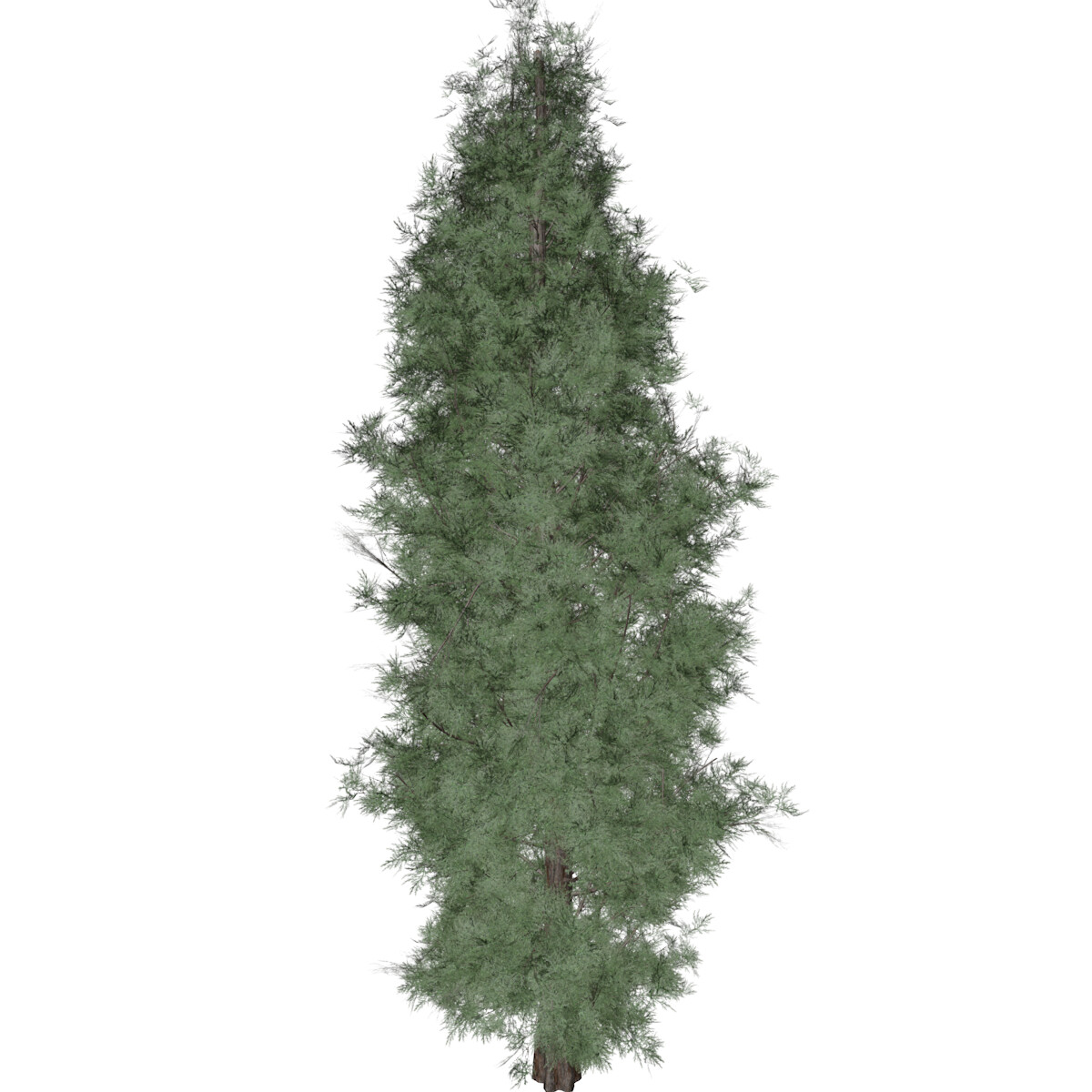 ArtStation - Eastern Red Cedar #10 (FBX) - High Poly Tree (3D Model ...