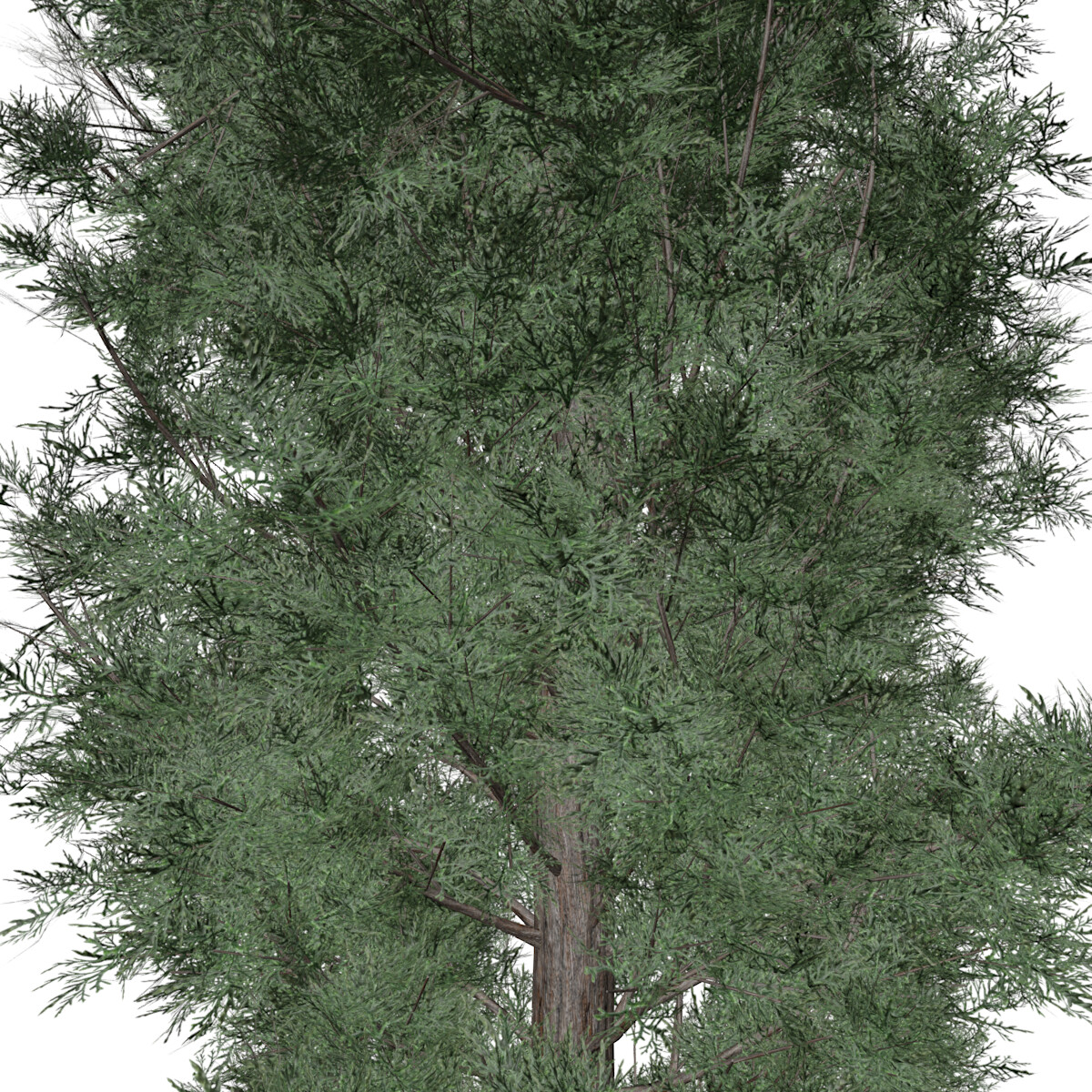ArtStation - Eastern Red Cedar #10 (FBX) - High Poly Tree (3D Model ...