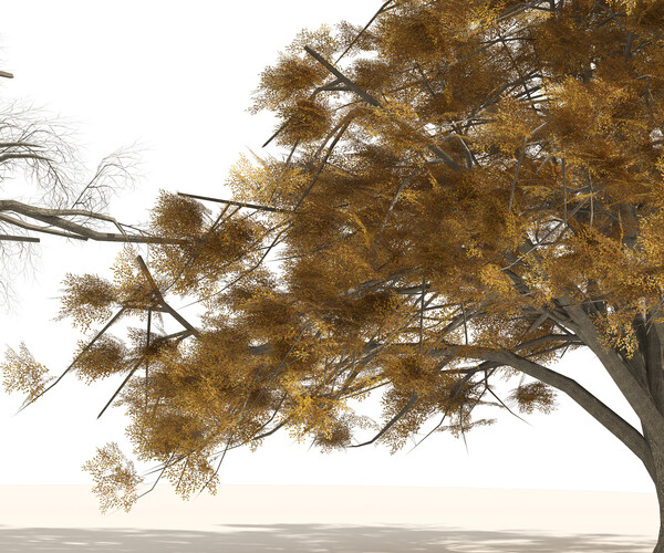 ArtStation - winter American Elm Trees | Resources