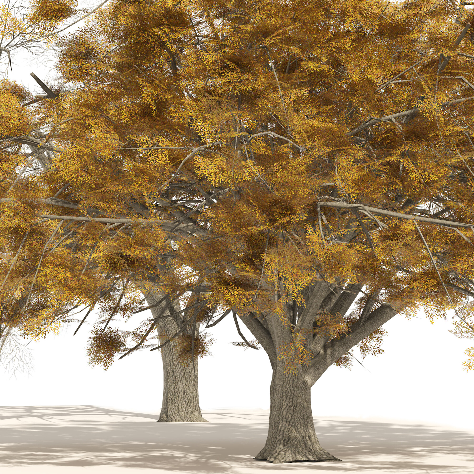ArtStation - winter American Elm Trees | Resources