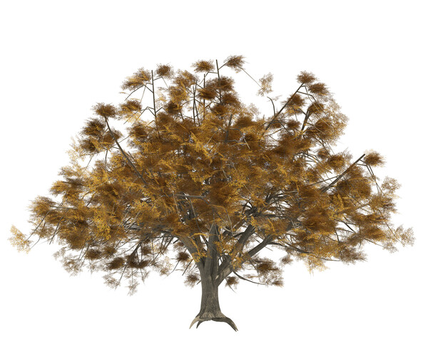 ArtStation - winter American Elm Trees | Resources