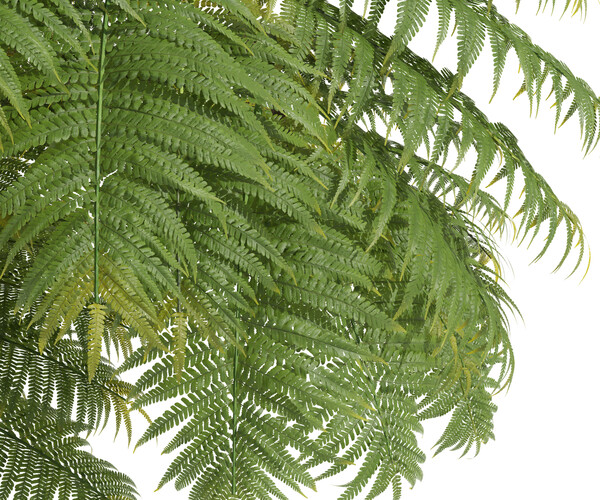 ArtStation - New Plant Alsophila Spinulosa Brainea Insignis Fern ...