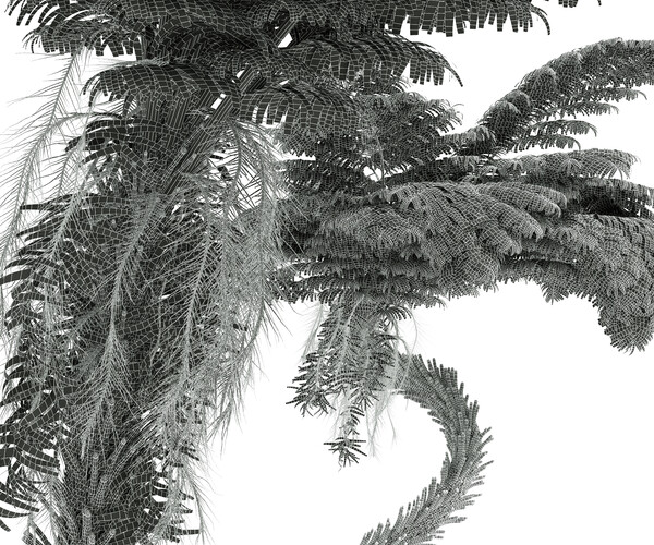 ArtStation - New Plant Alsophila Spinulosa Brainea Insignis Fern ...