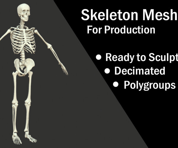 ArtStation - Skeleton mesh - 3D model | Resources