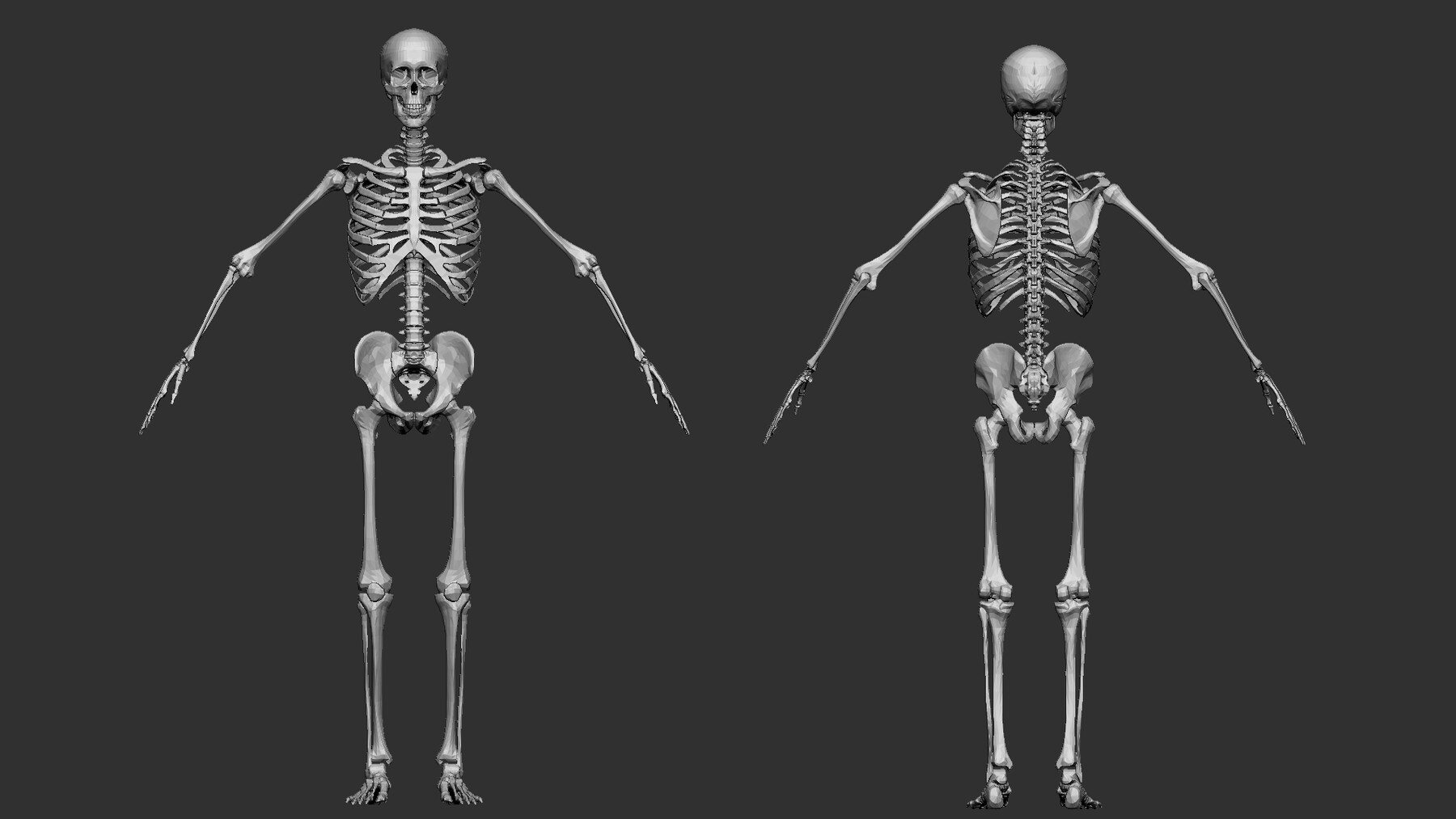 ArtStation - Skeleton mesh - 3D model | Resources