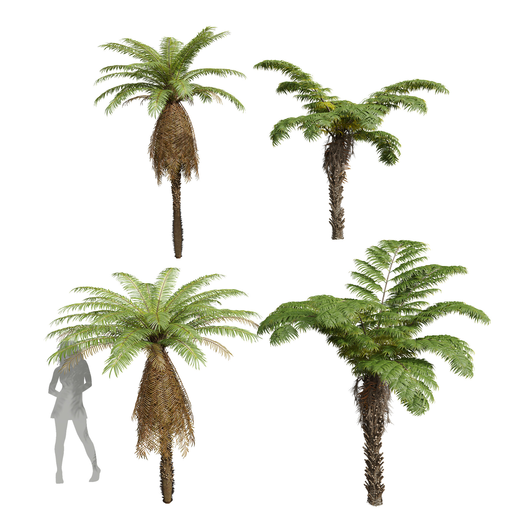 ArtStation - New Plant Alsophila Spinulosa Fern Brainea Insignis Beard ...