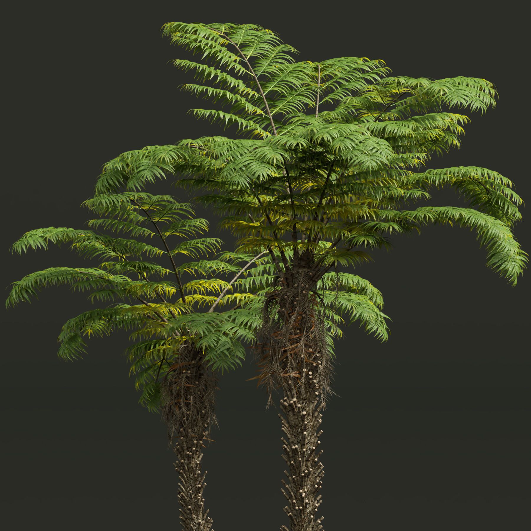 ArtStation - New Plant Alsophila Spinulosa Fern Brainea Insignis Beard ...