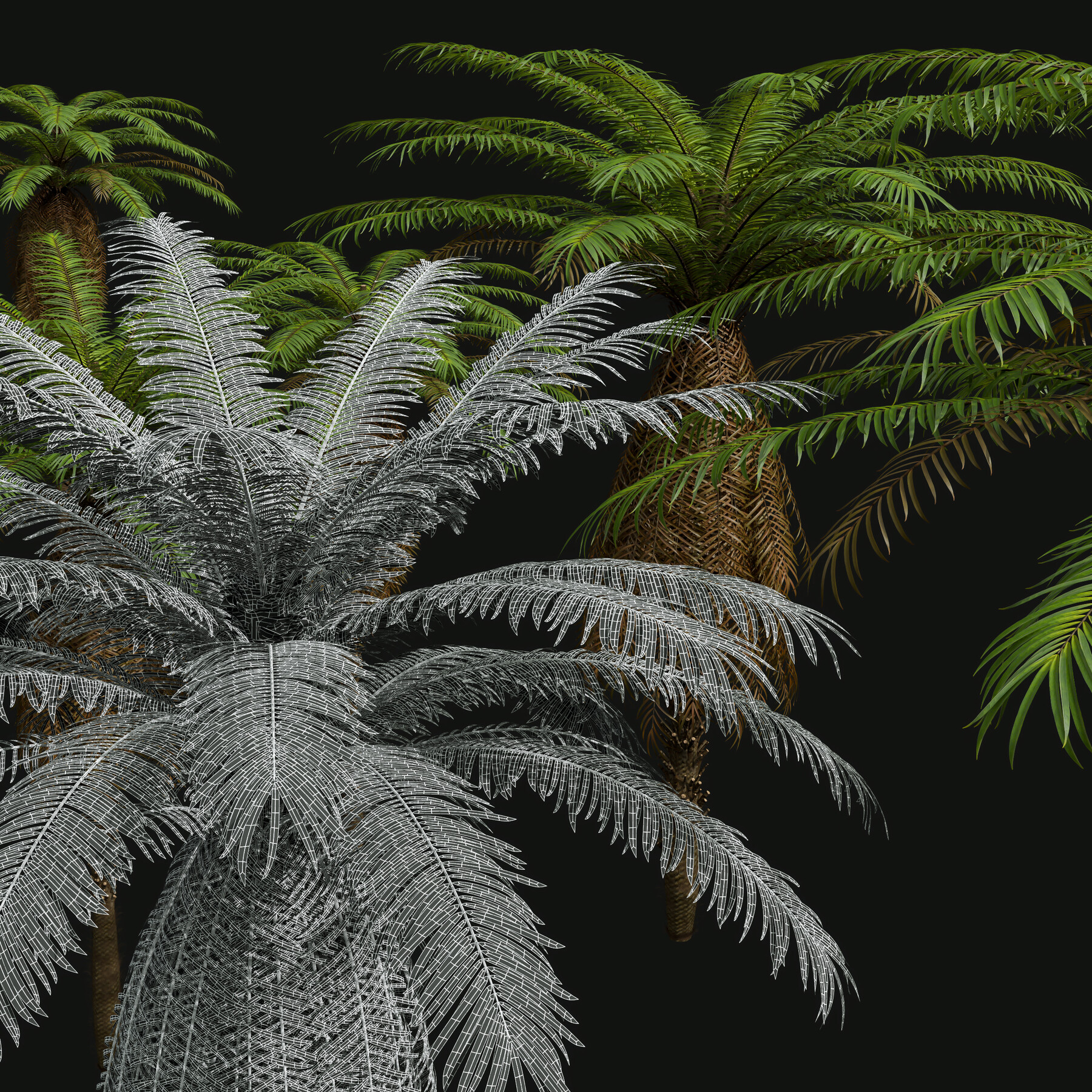 ArtStation - New Plant Alsophila Spinulosa Fern Brainea Insignis Beard ...
