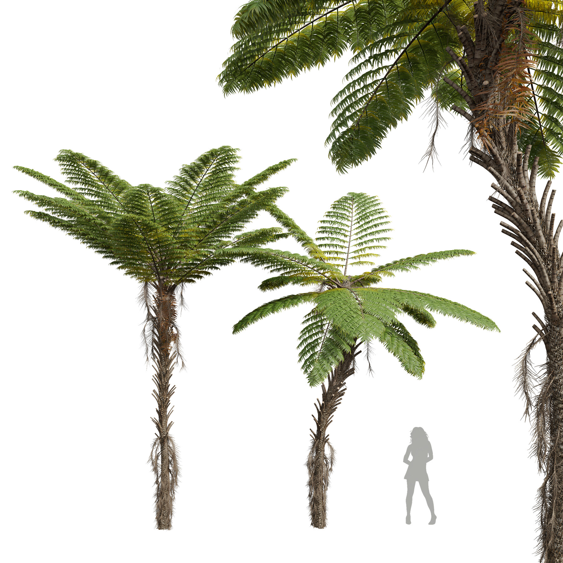 ArtStation - New Plant Alsophila Spinulosa Fern Decorative Spinulosa ...