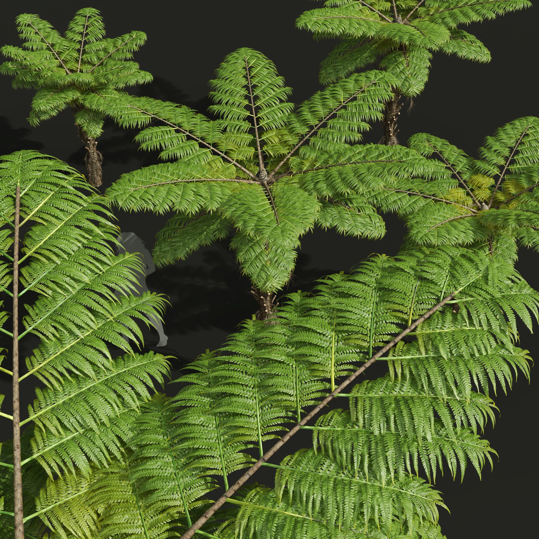 ArtStation - New Plant Alsophila Spinulosa Fern Decorative Spinulosa ...