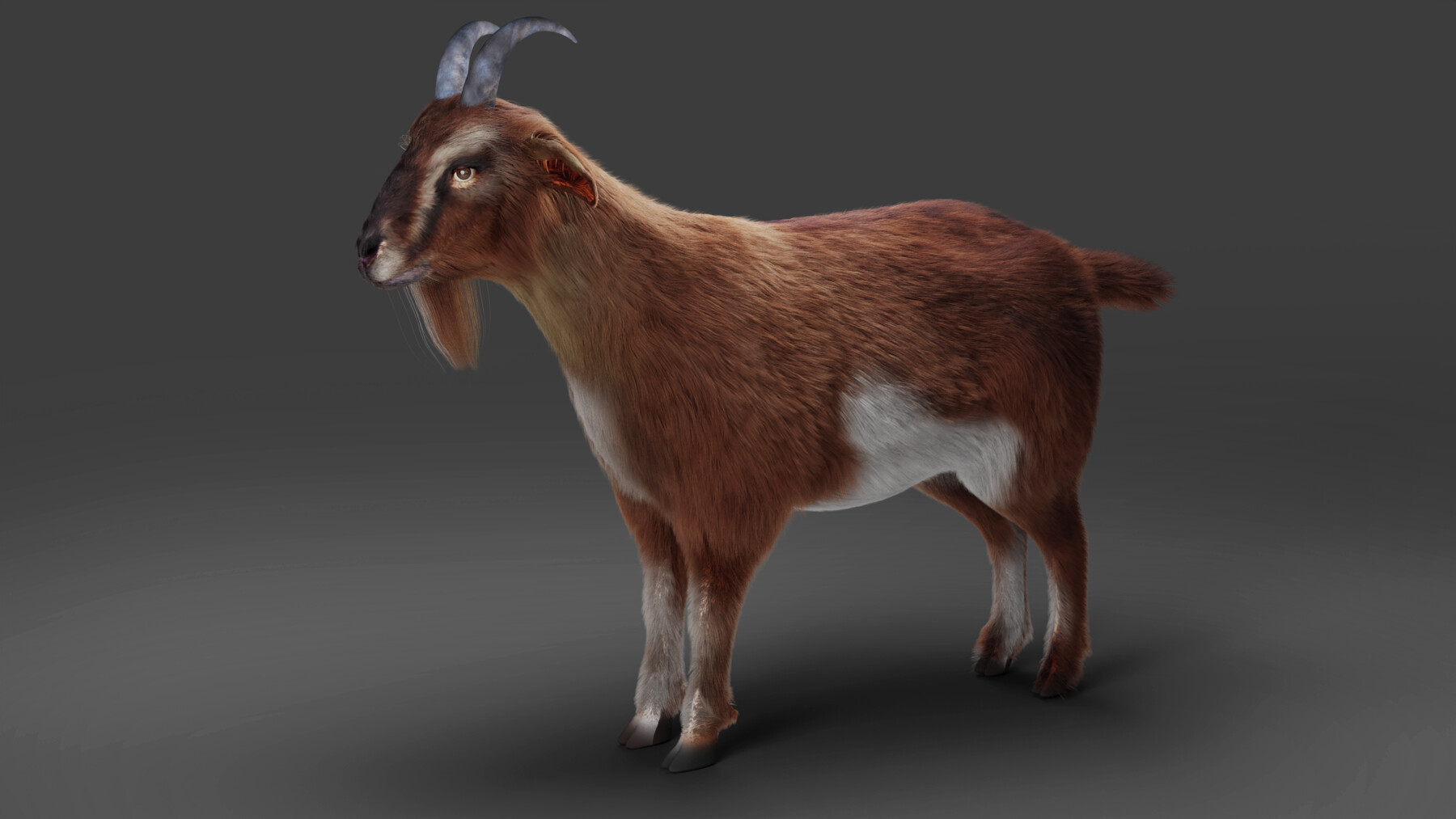 ArtStation - Fur Goat 04 Rigged and Animation in Blender | Game Assets