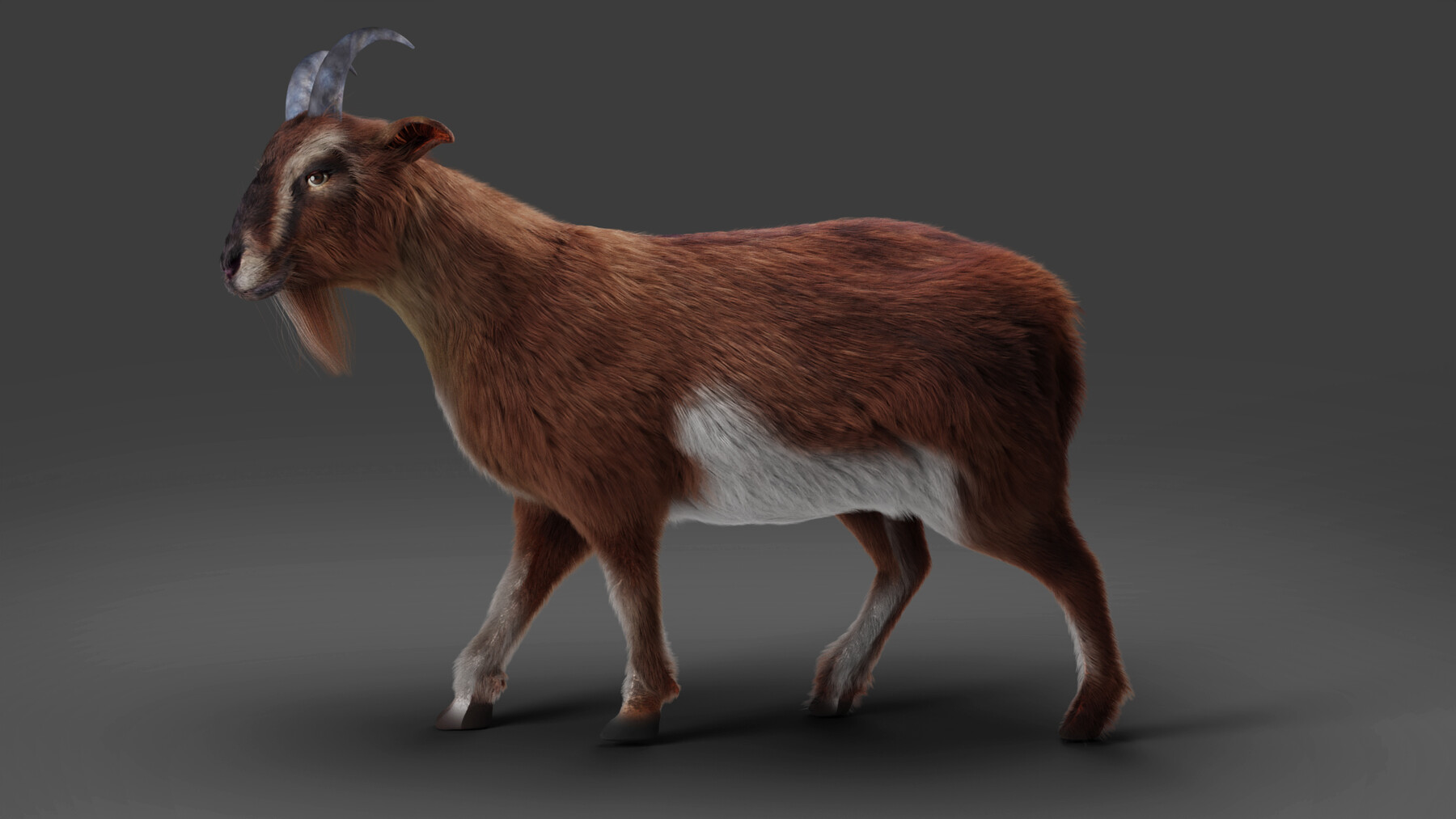 ArtStation - Fur Goat 04 Rigged and Animation in Blender | Game Assets