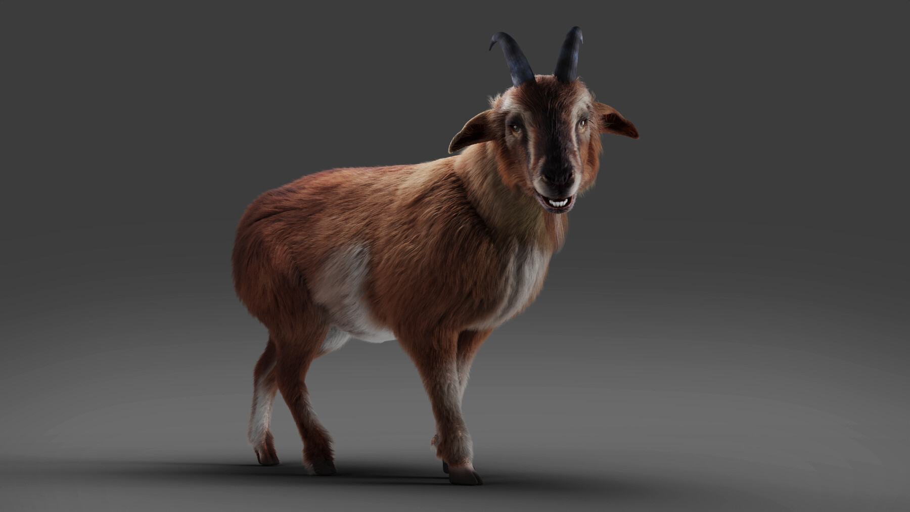 ArtStation - Fur Goat 04 Rigged and Animation in Blender | Game Assets
