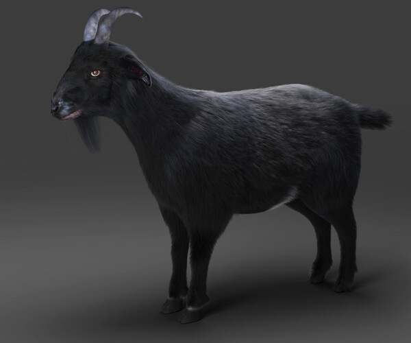 ArtStation - Fur Goat 05 Rigged and Animation | Game Assets