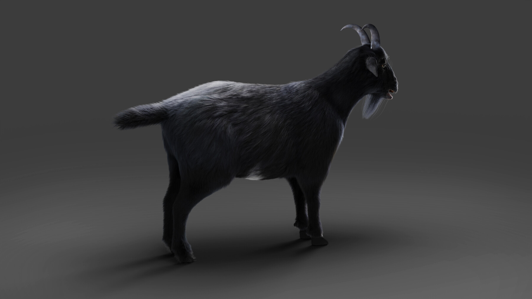 ArtStation - Fur Goat 05 Rigged and Animation | Game Assets